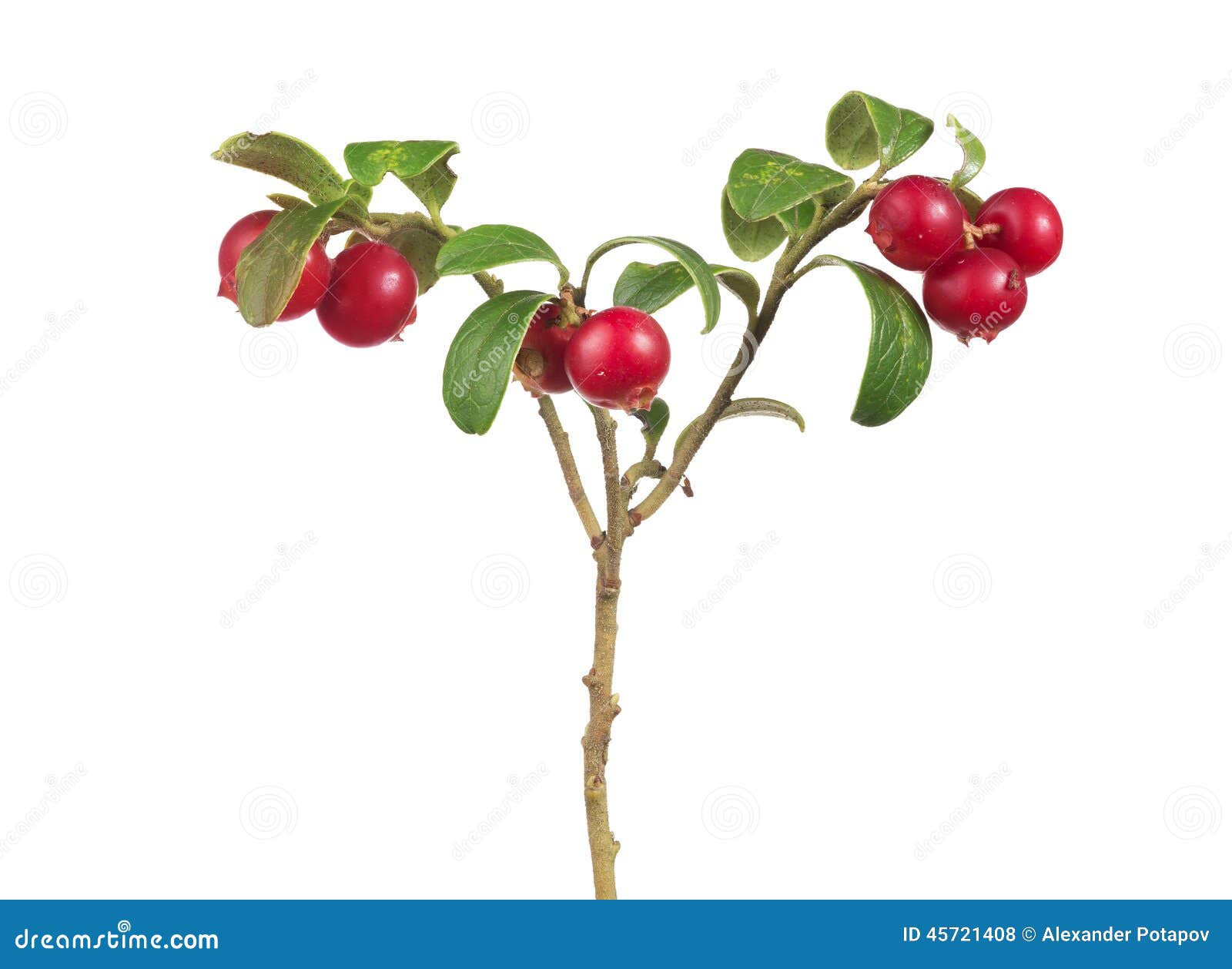 Isolated Cowberries Branch with Seven Berries Stock Photo - Image of ...