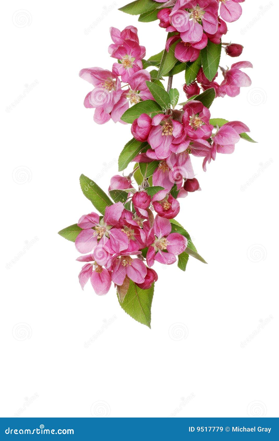 Crab Apple Tree Royalty-Free Stock Image | CartoonDealer.com #54442282