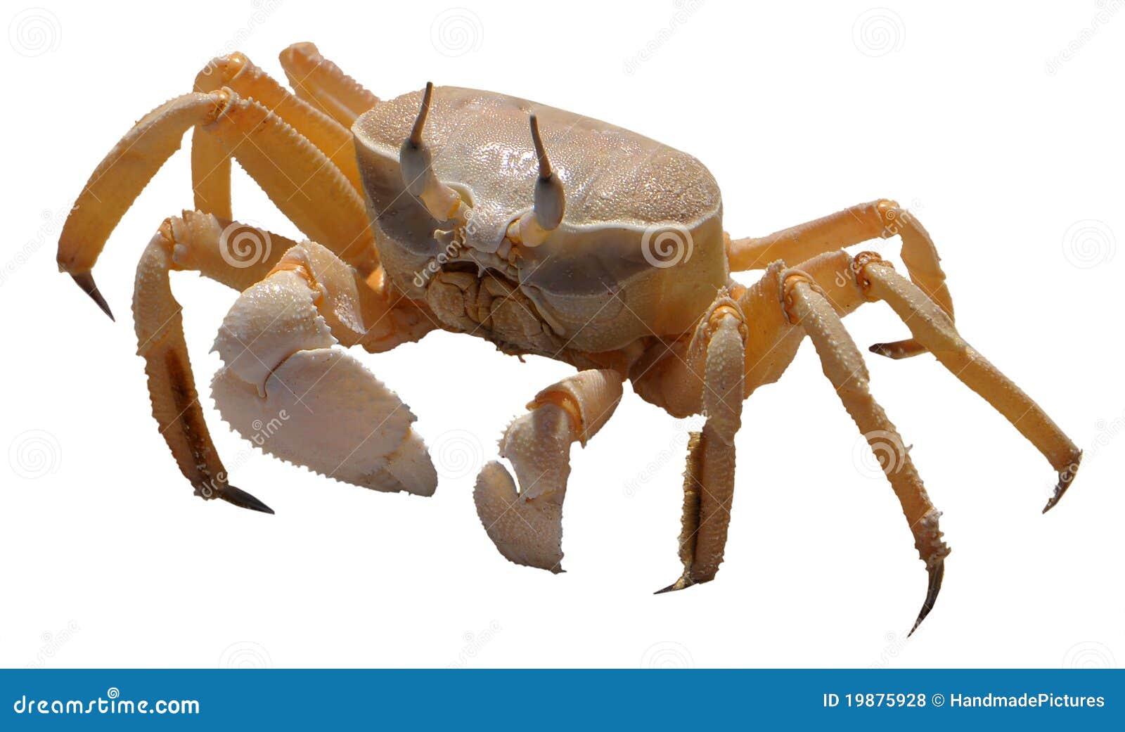 Isolated Crab on White Background Stock Photo - Image of meat, cooked ...