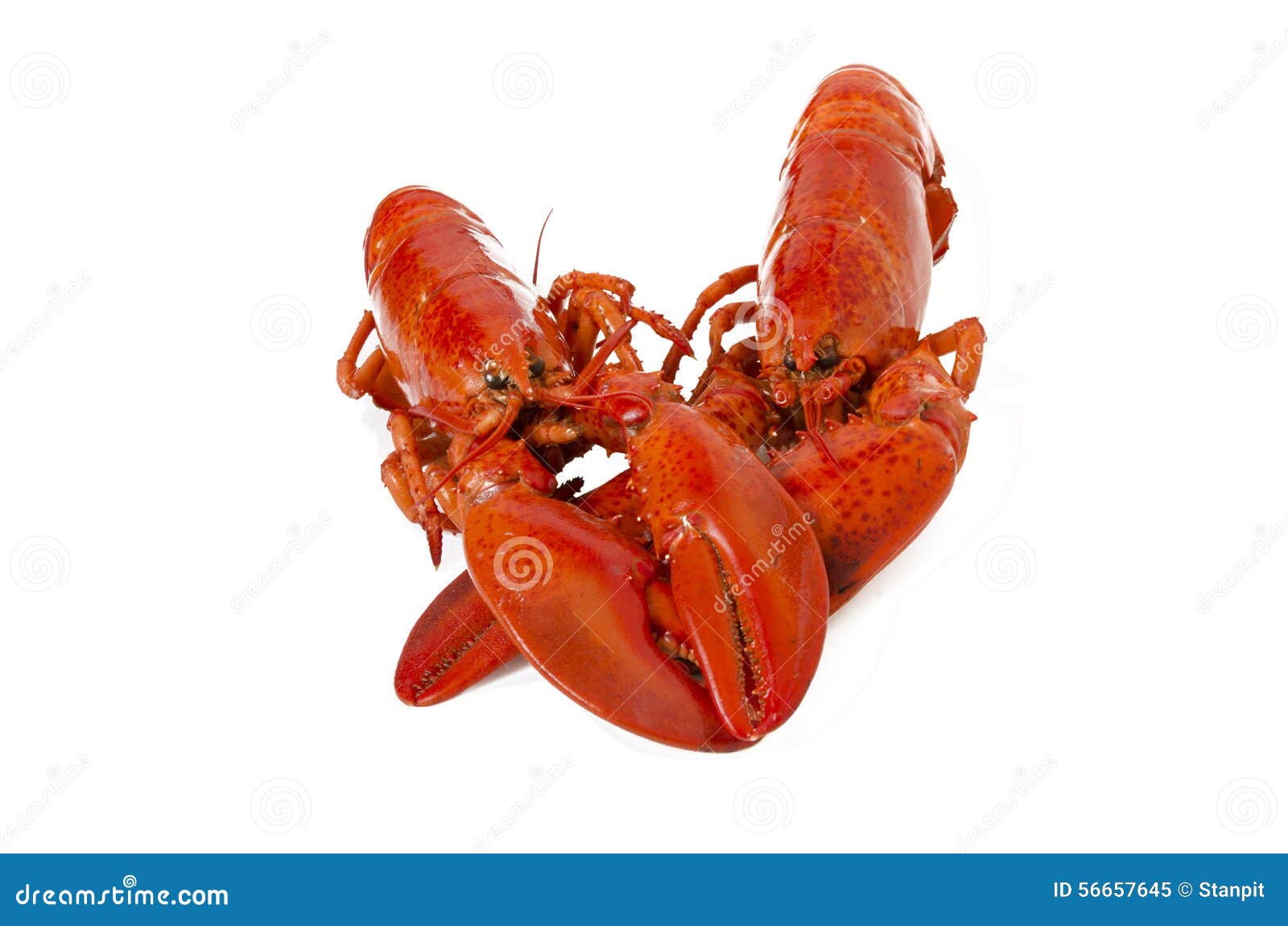 Isolated crawfish stock image. Image of chela, boil, animal - 56657645