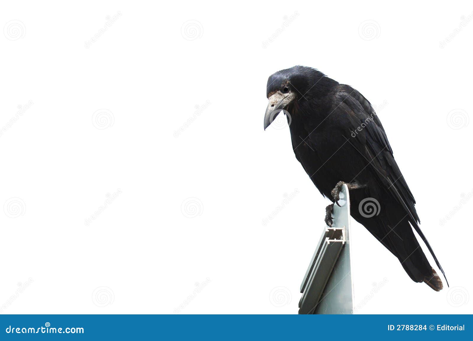Isolated Crow stock photo. Image of blank, beak, dark - 2788284