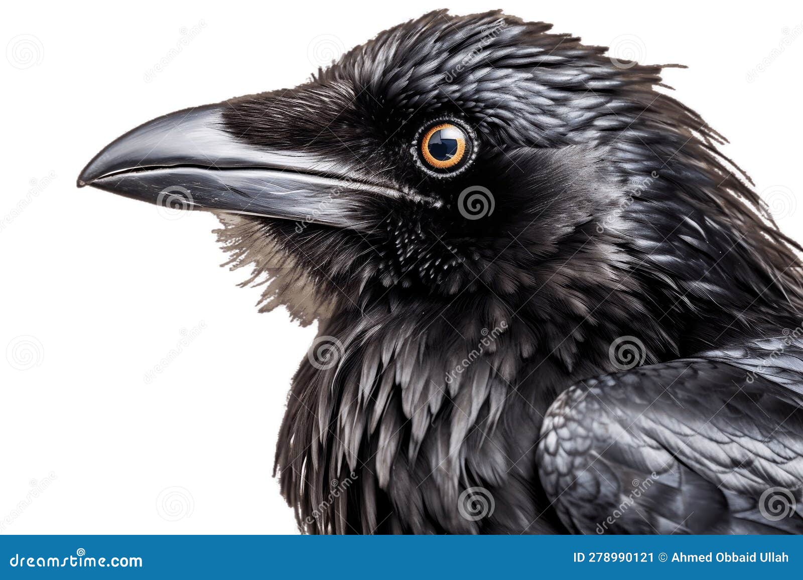 Isolated Crow Face Shot on Transparent Background, Generative Ai Stock ...