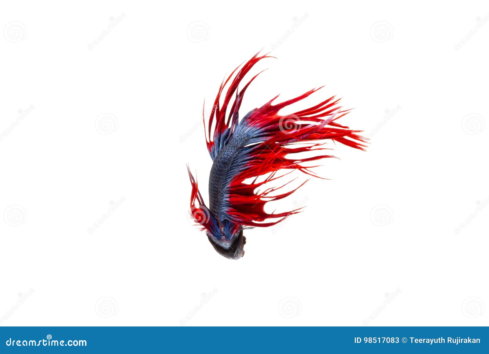 Red Crowntail Betta Fish. The Red Betta Fish On The Body With Other ...