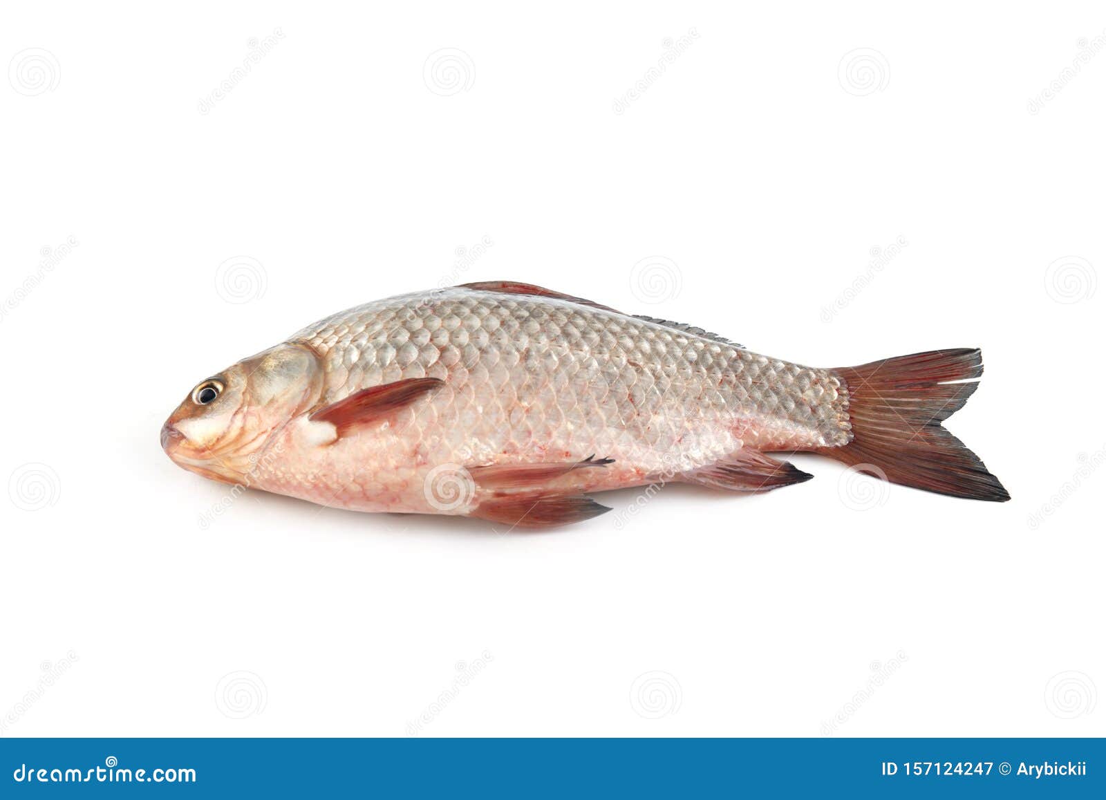 Isolated crucian carp stock image. Image of roach, fish - 157124247 Isolated crucian carp stock image. Image of roach, fish - 157124247