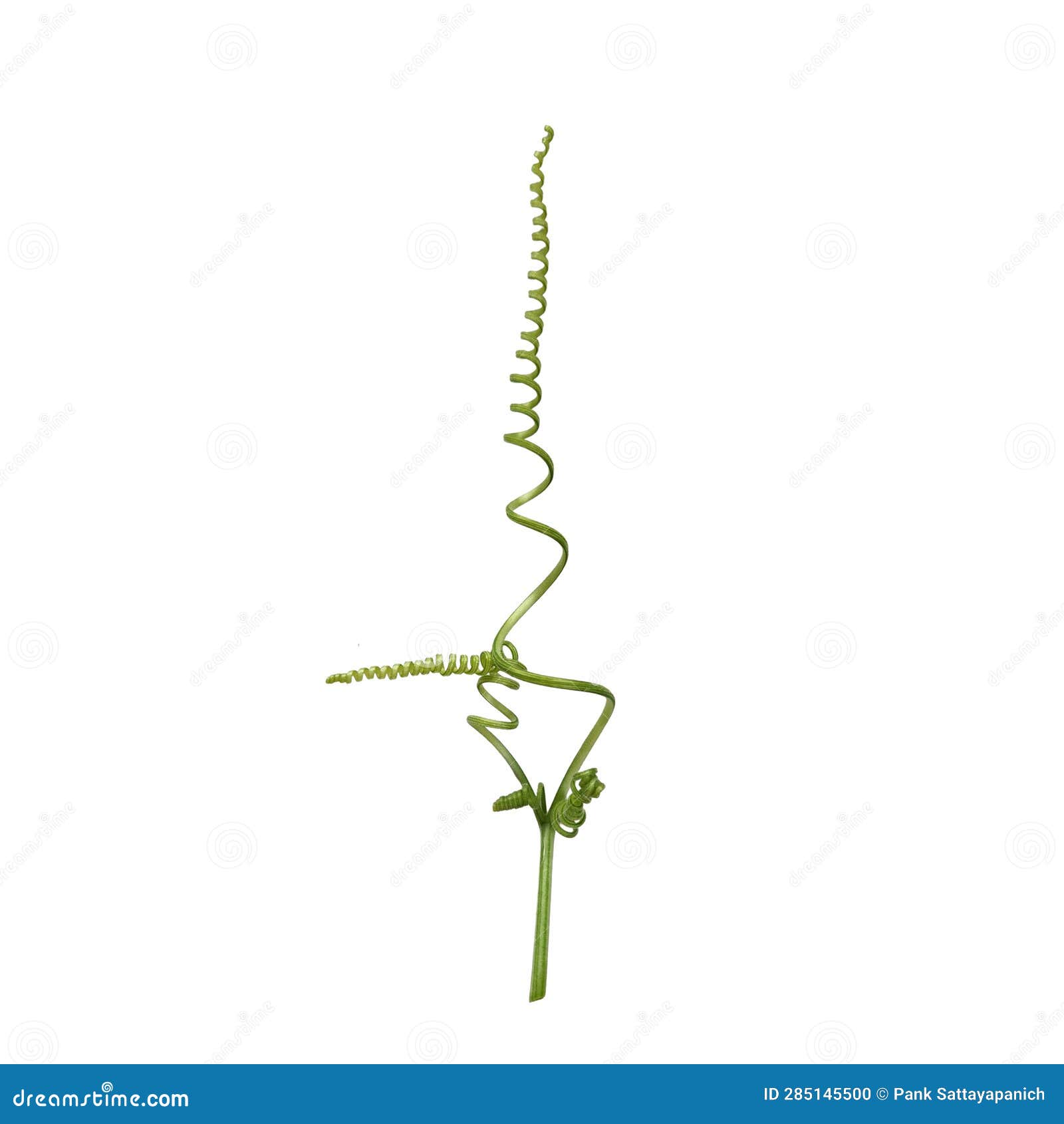 Isolated Curved Green Plant Limb in White Background with Clipping Path ...