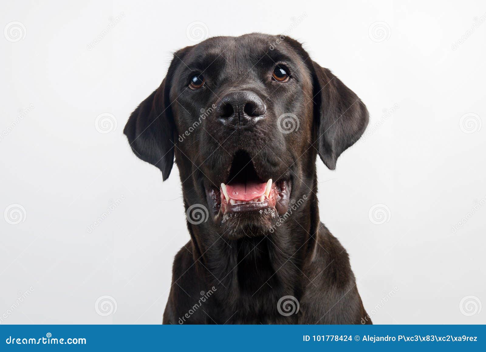 Isolated Cute Young Black Labrador Wearing No Collar, Looking at Camera ...
