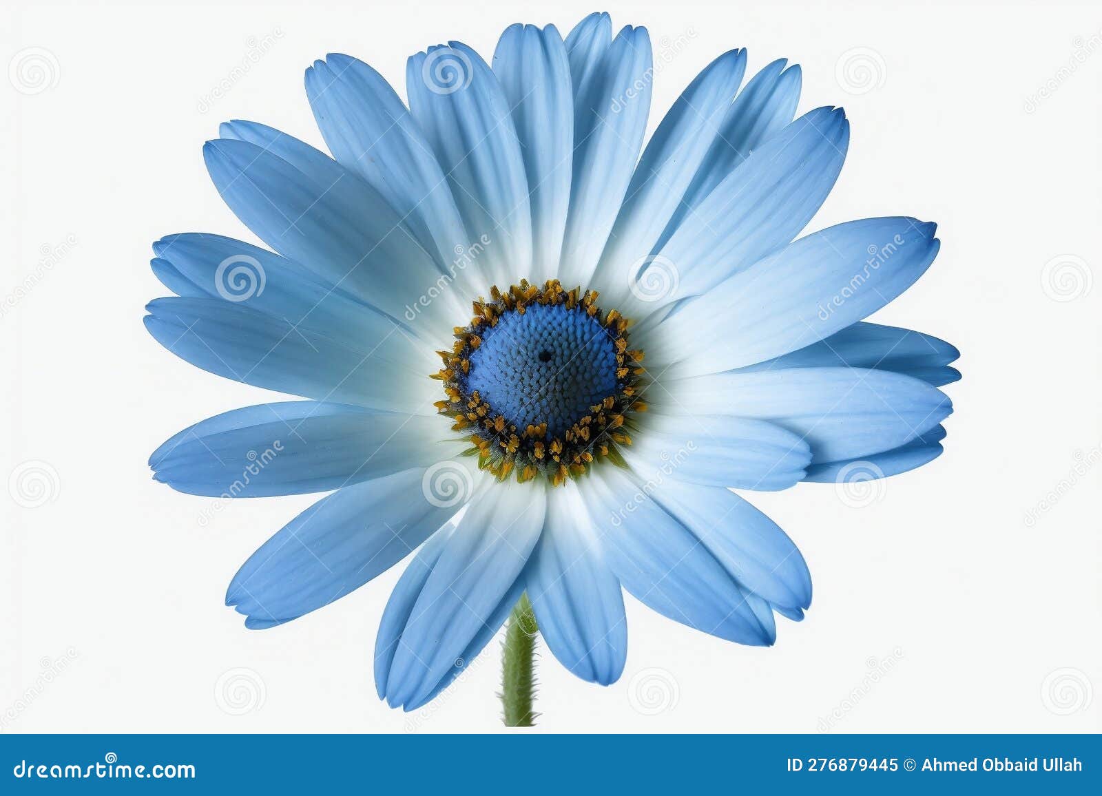Isolated 3D Rendering of a Blue Daisy Flower on Transparent Background, Generative AI Stock ...