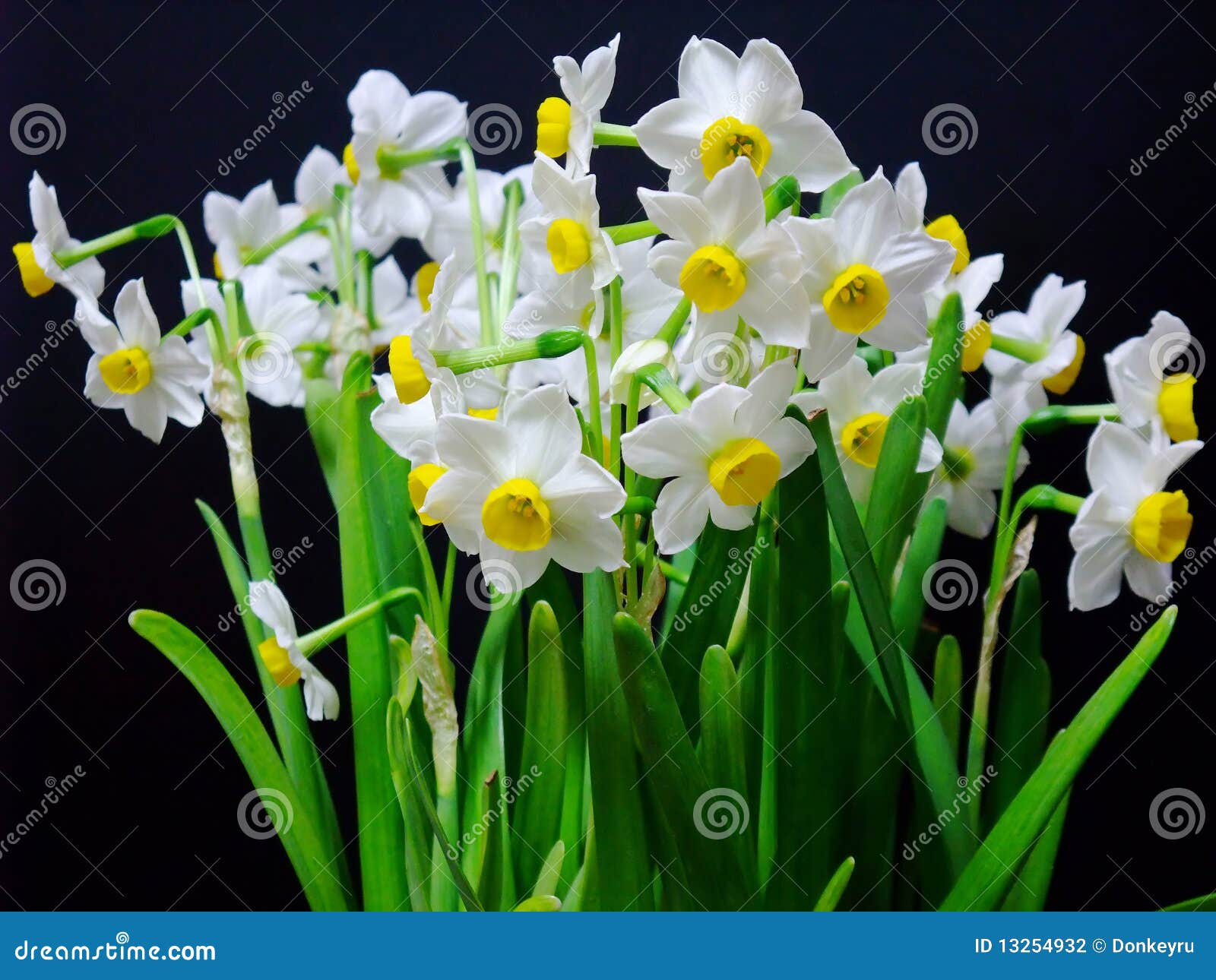 Isolated daffodil stock photo. Image of blooming, leaves - 13254932