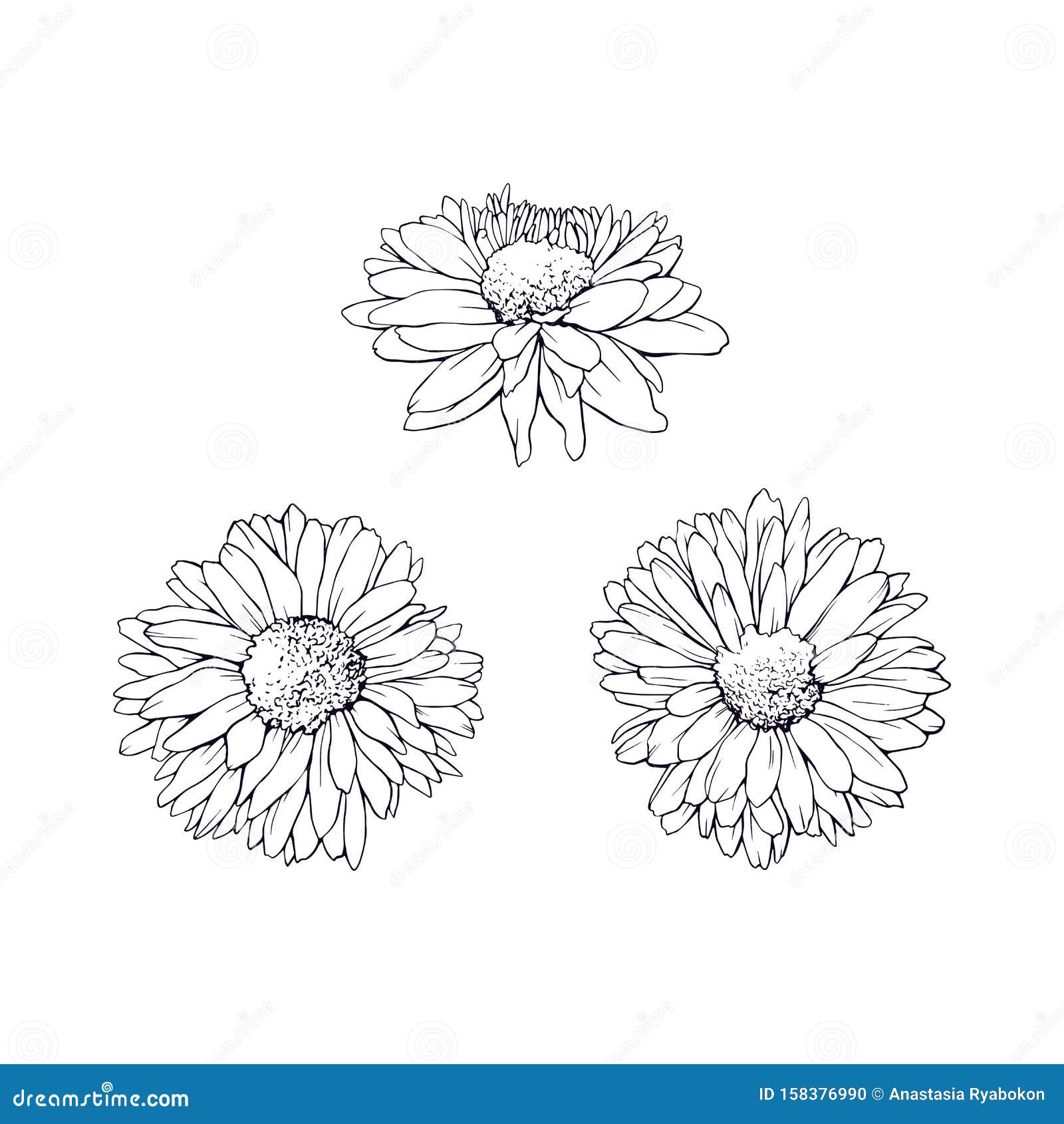 Isolated Daisy Flower Drawing Traditional Ink Stock Vector ...