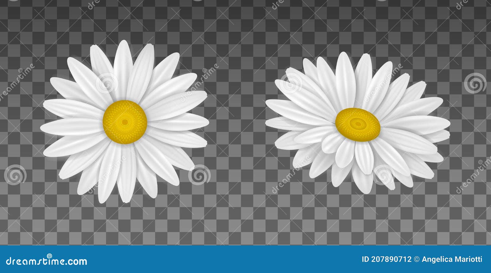 Isolated Daisy Flower Illustration Stock Vector - Illustration of ...