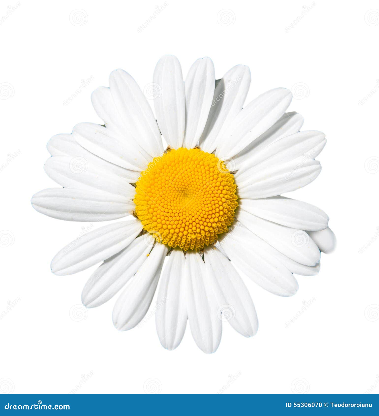 Isolated daisy stock photo. Image of white, spring, nature - 55306070