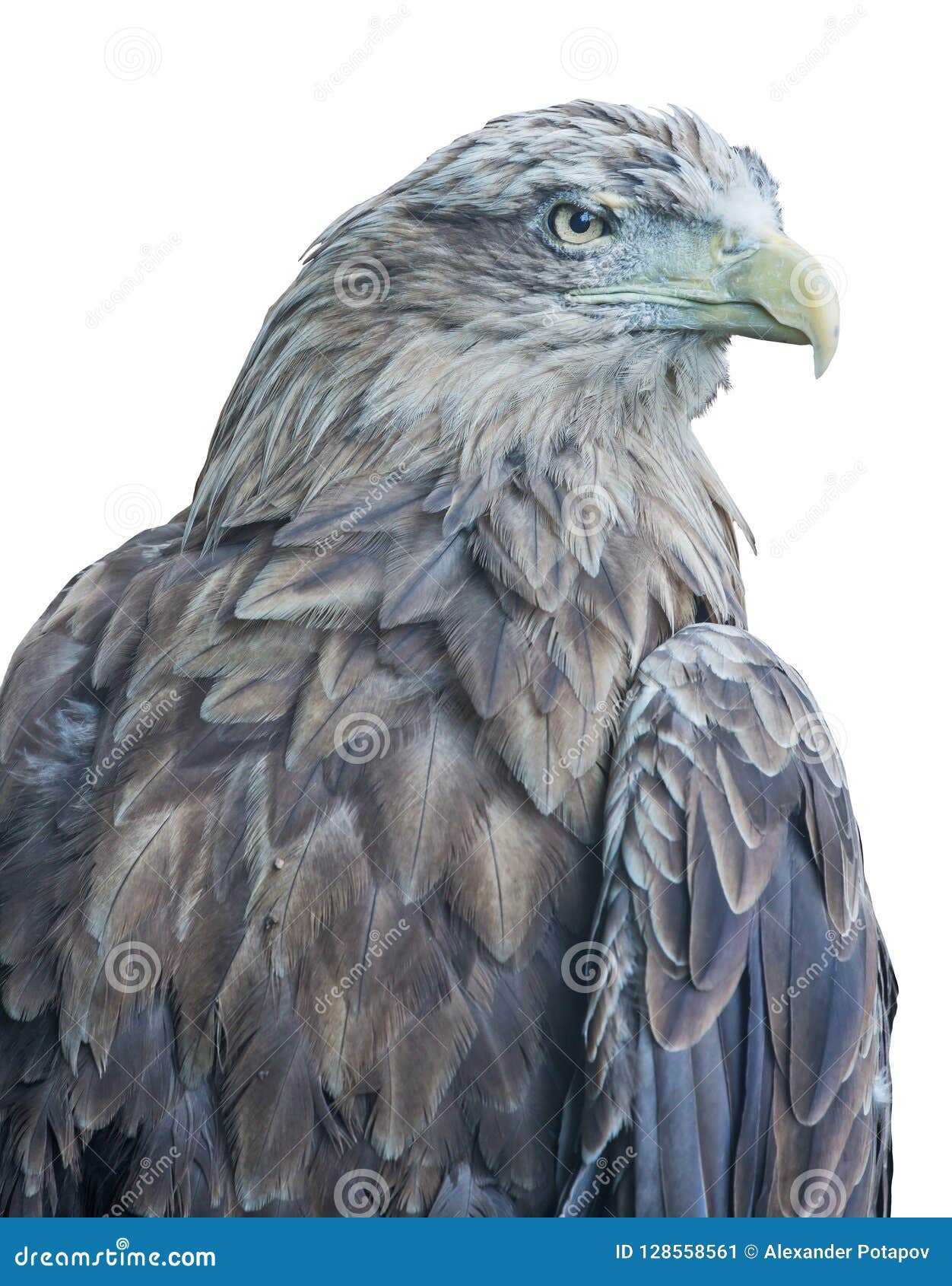 Isolated Dark Brown Eagle Portrait Stock Image - Image of vertebrate ...