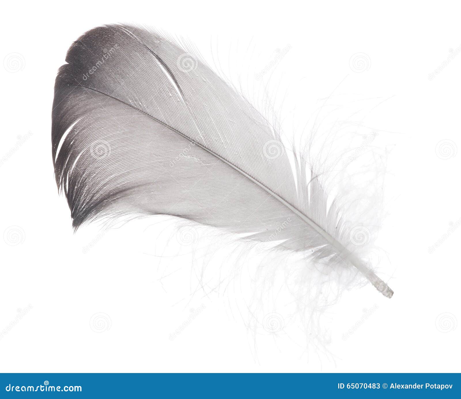 Isolated Dark Grey Wild Goose Feather Stock Image - Image of single ...