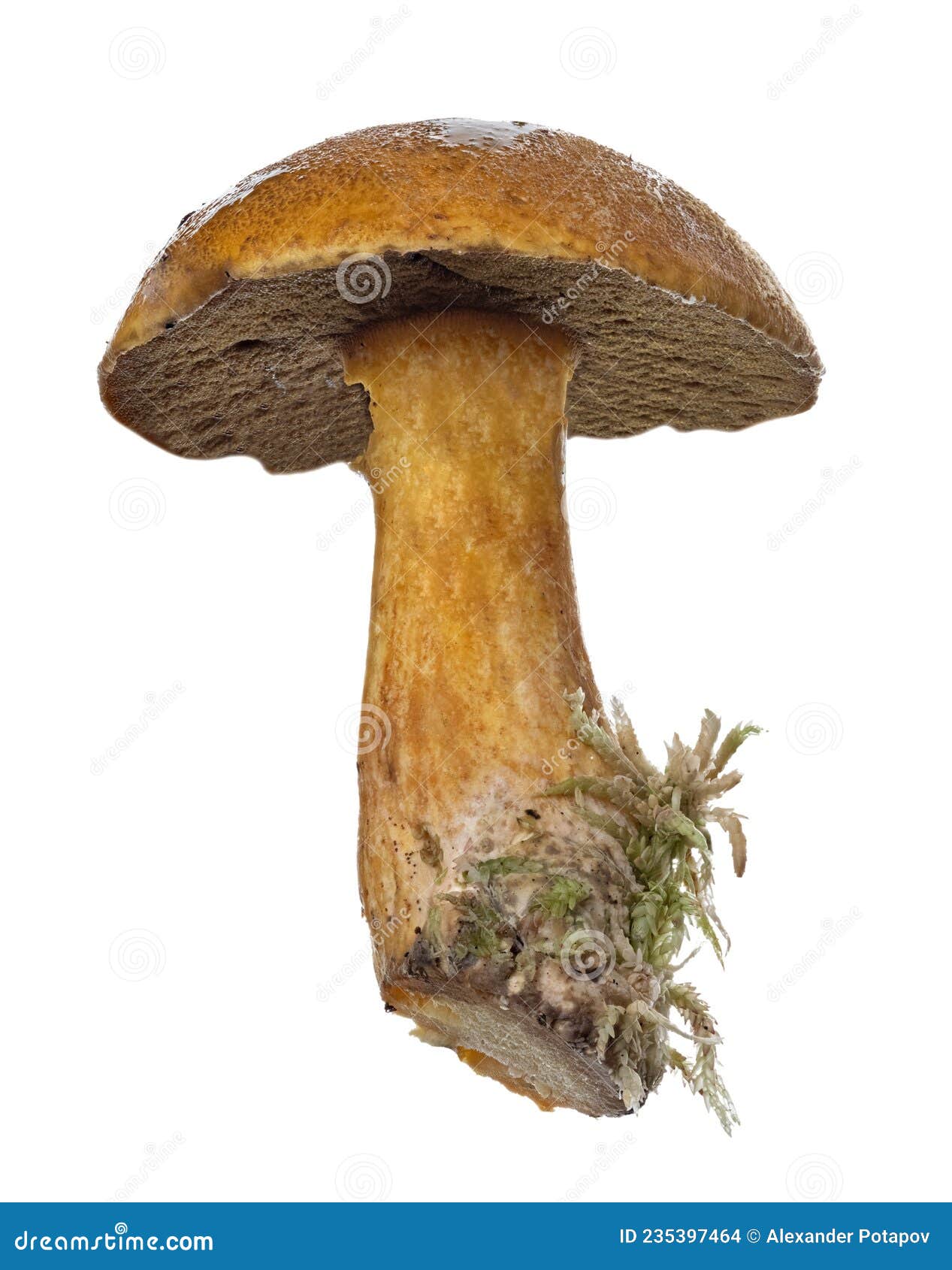 Isolated Dark Yellow Medium Velvet Bolete Stock Photo - Image of yellow ...