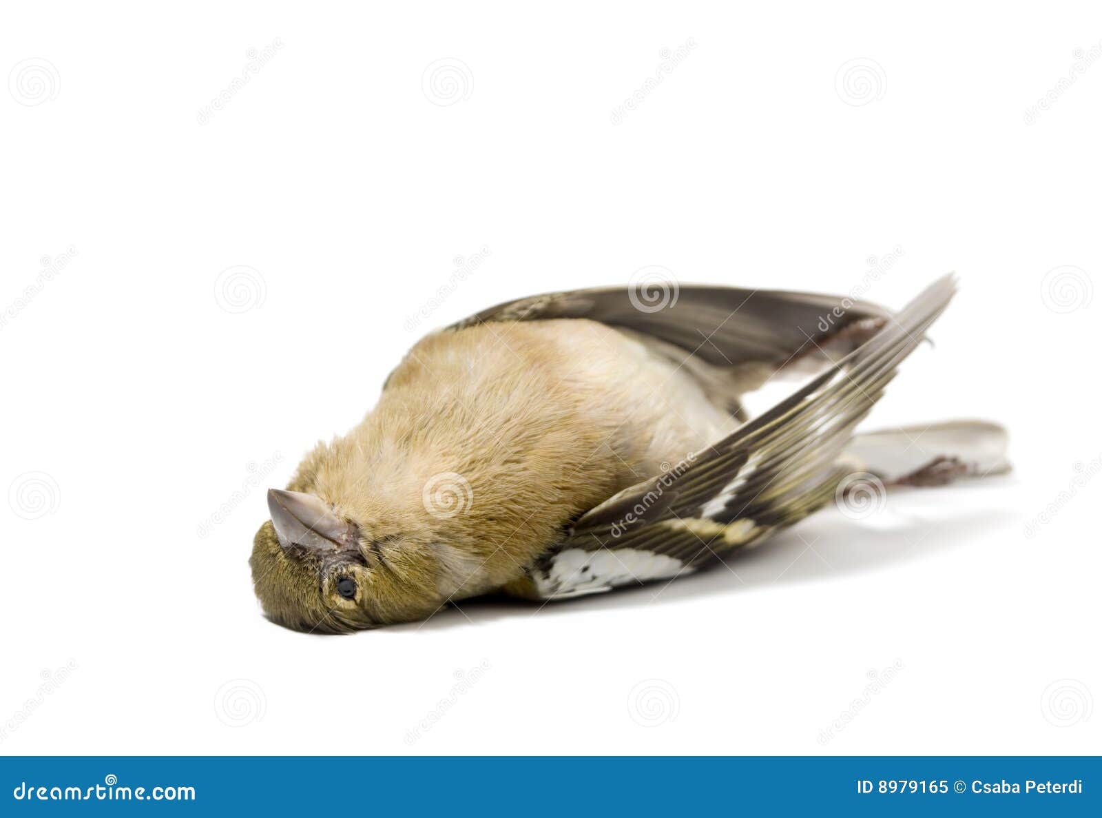 Isolated dead bird stock image. Image of bird, sparrow - 8979165