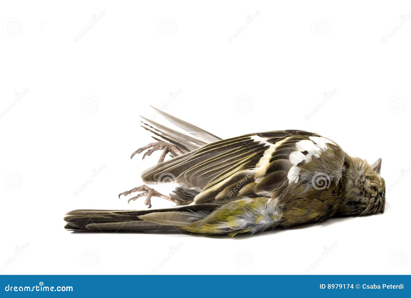 Isolated dead bird stock photo. Image of nature, sick - 8979174