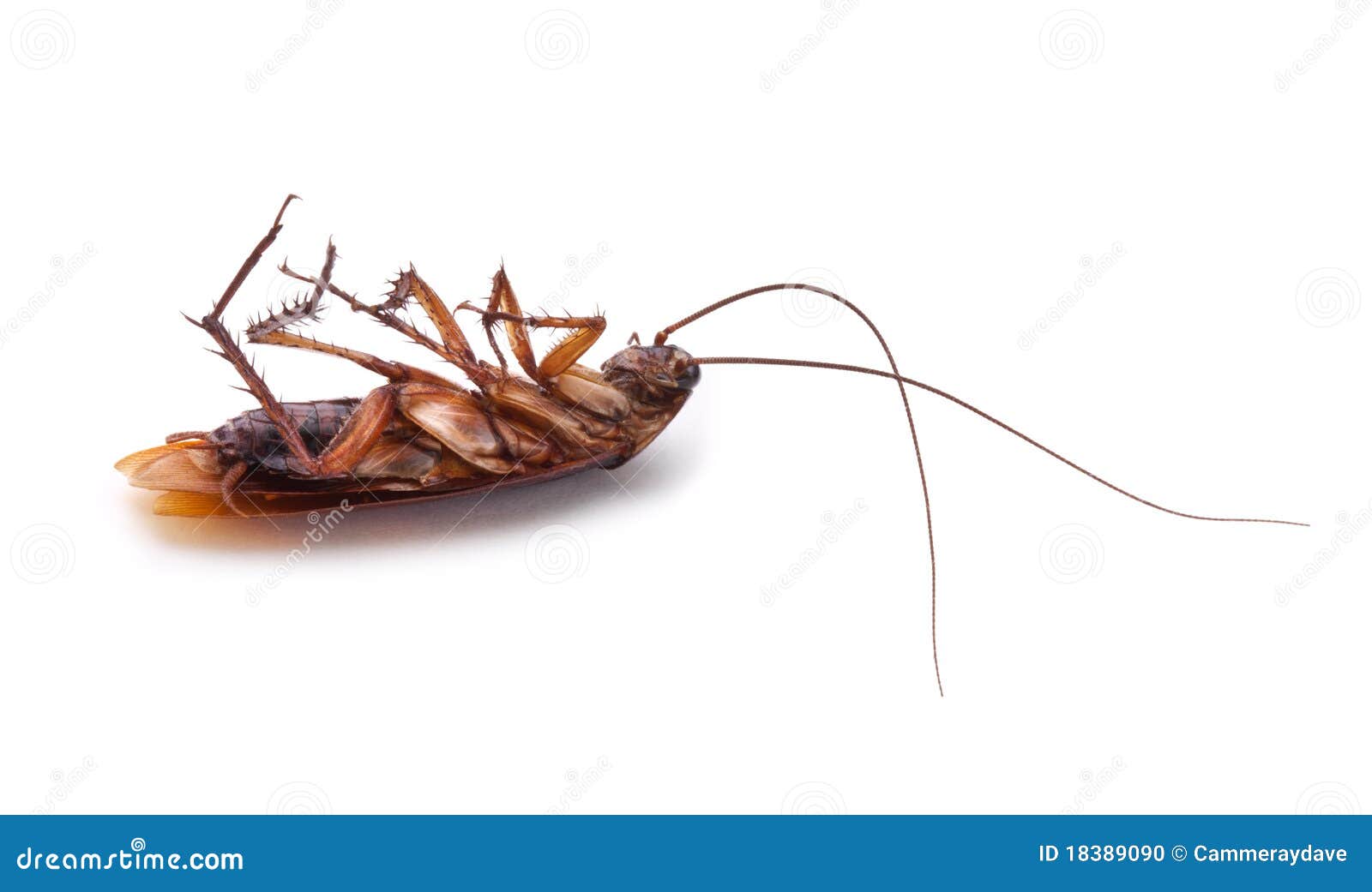 Isolated Dead Cockroach Roach Stock Photo - Image of isolated, back ...