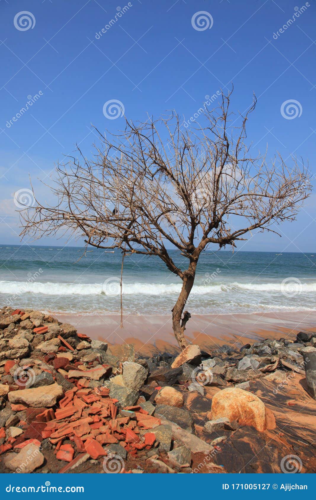 An Isolated Dead Tree in a Beach in Trivandrum Stock Image - Image of ...
