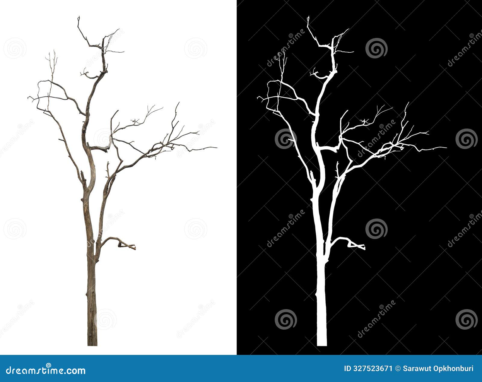 Isolated Dead Tree with Clipping Path and Alpha Channel on Black ...