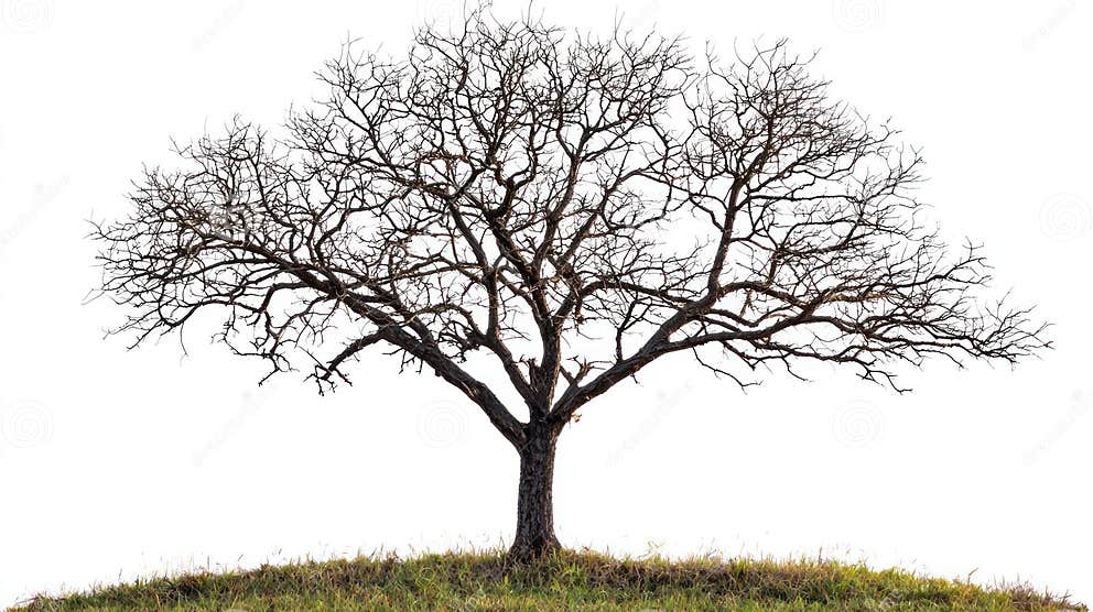 Isolated Dead Tree Cutout on White Background Stock Illustration ...