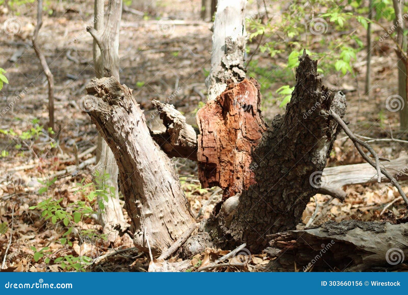 Isolated Dead Tree Trunk in a Forest Stock Photo - Image of wood, park ...