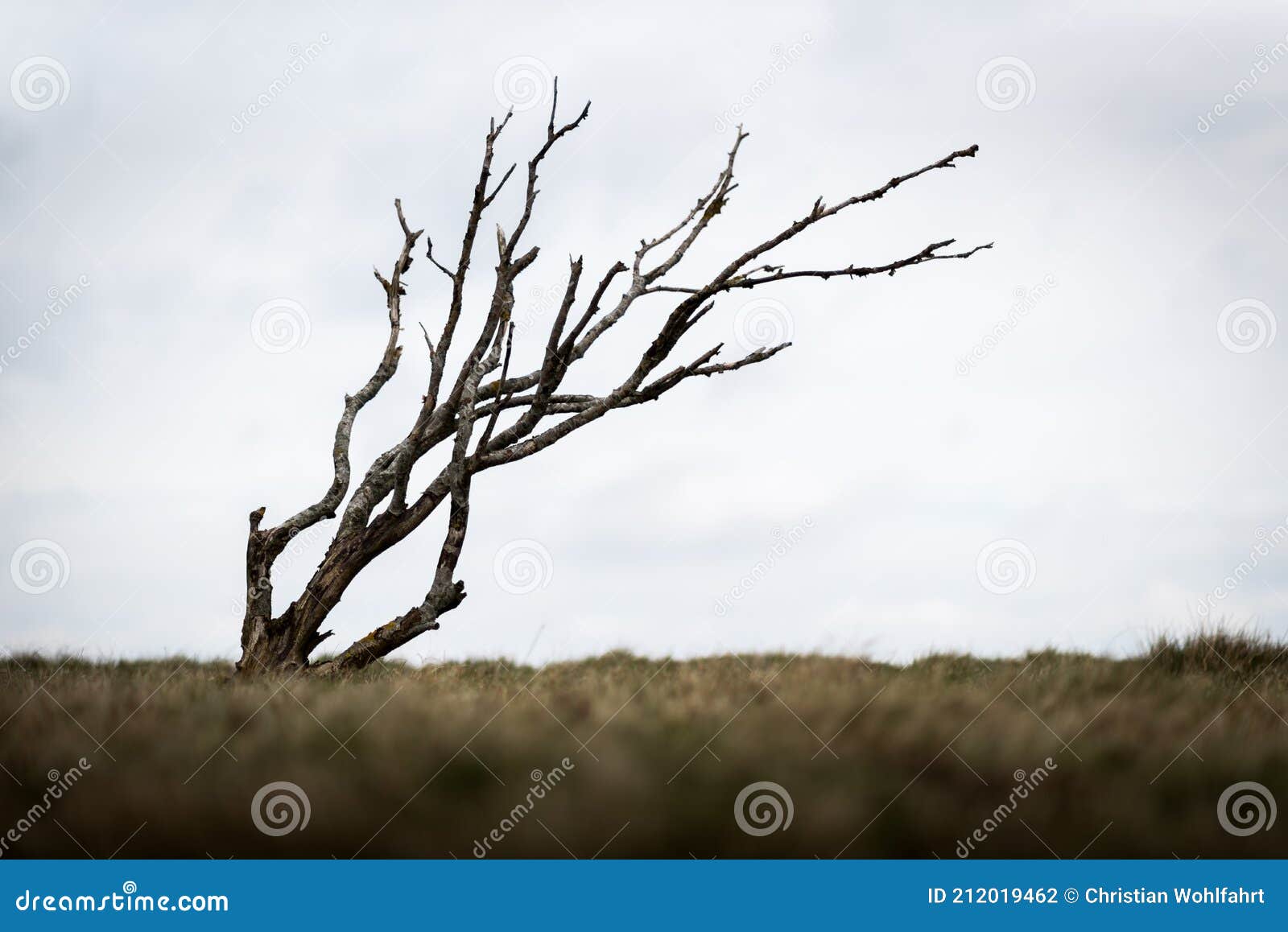 Isolated Dead Wind-bent Tree on Sylt Island Gemany Stock Photo - Image ...