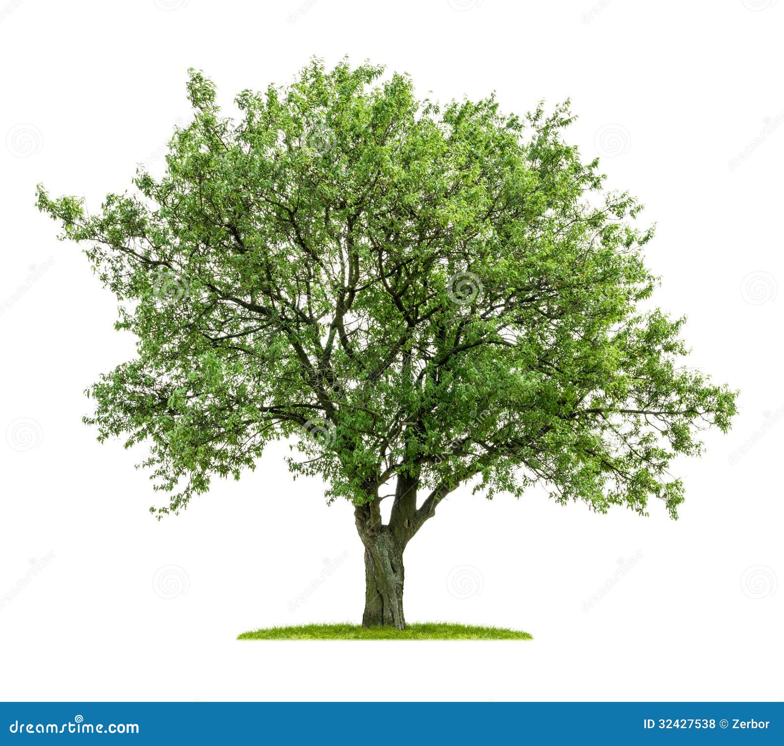 Isolated deciduous tree stock photo. Image of forestry - 32427538 Isolated deciduous tree stock photo. Image of forestry - 32427538