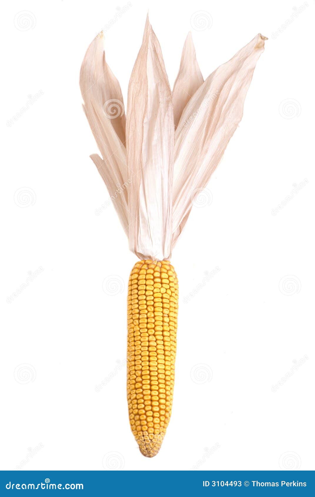 Isolated Decroative Corn stock image. Image of background - 3104493