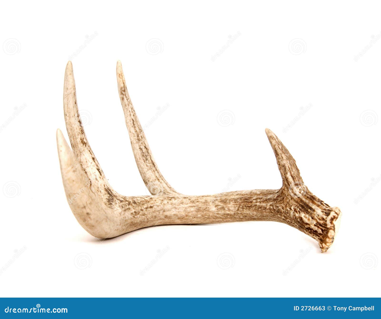 Deer Antler Plant Attached To A Cambodian Tree Royalty-Free Stock Photo ...