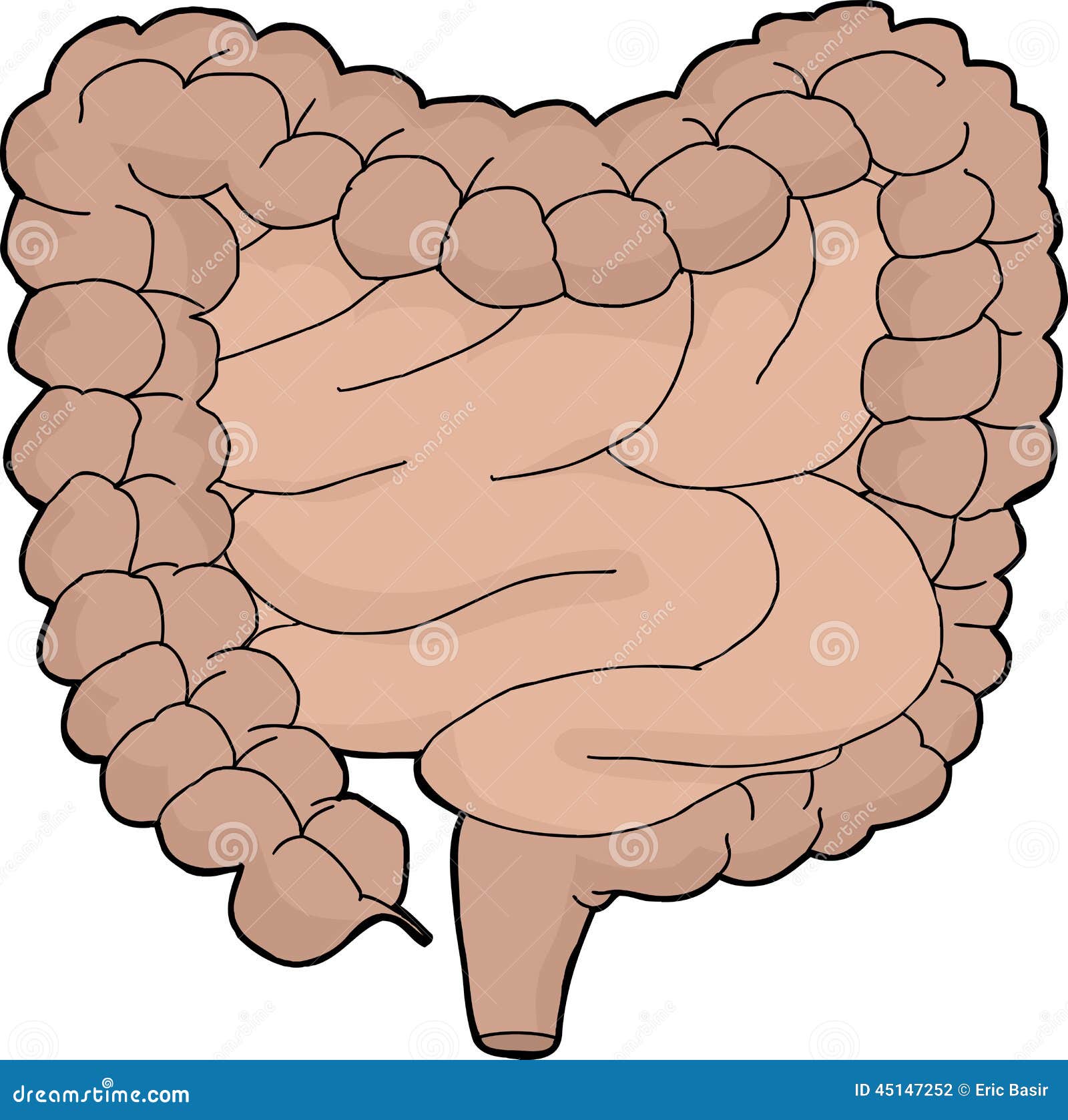Isolated Digestive Tract stock vector. Illustration of exterior - 45147252