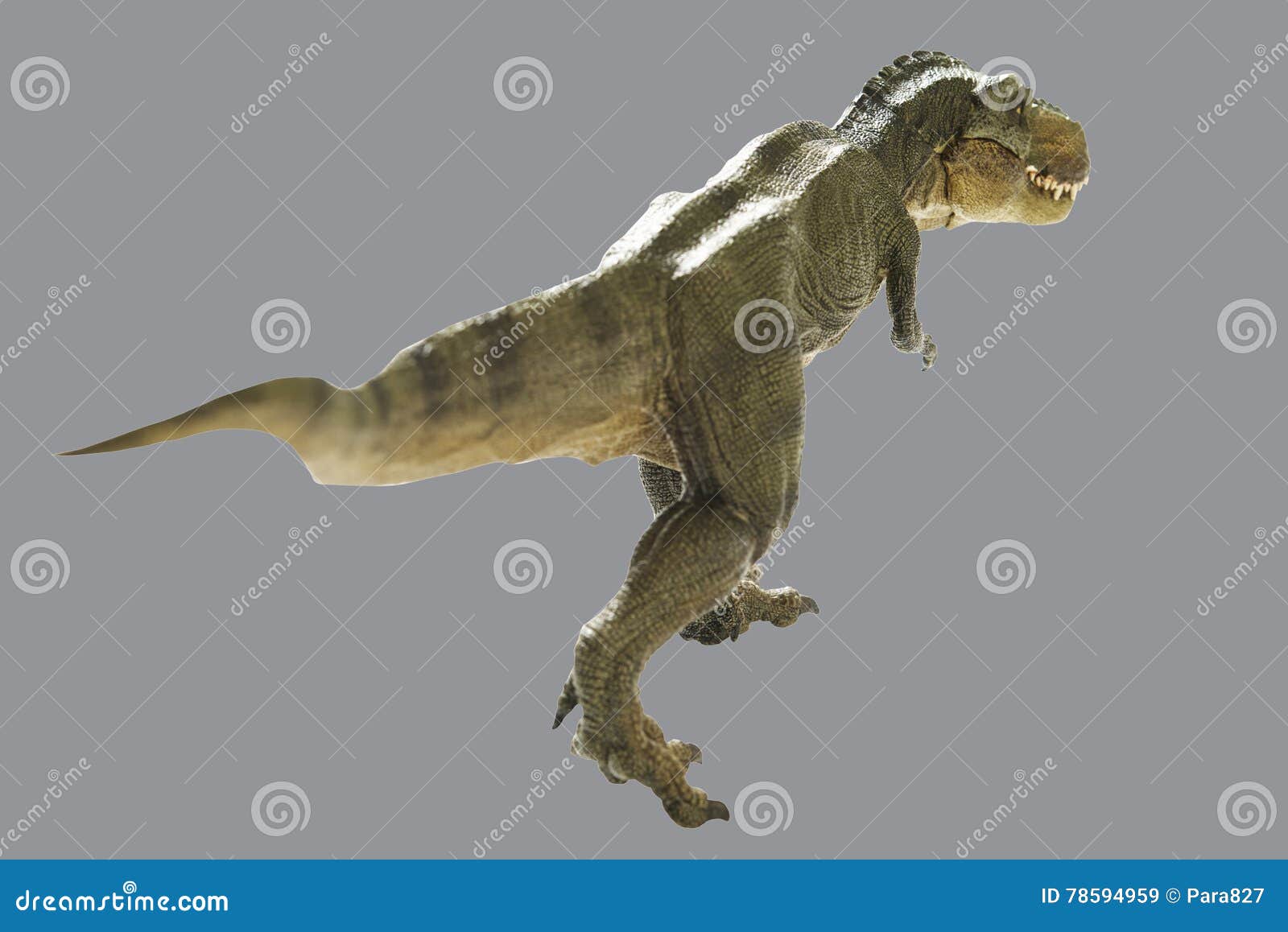 Isolated dinosaur stock image. Image of carnivorous, gray - 78594959