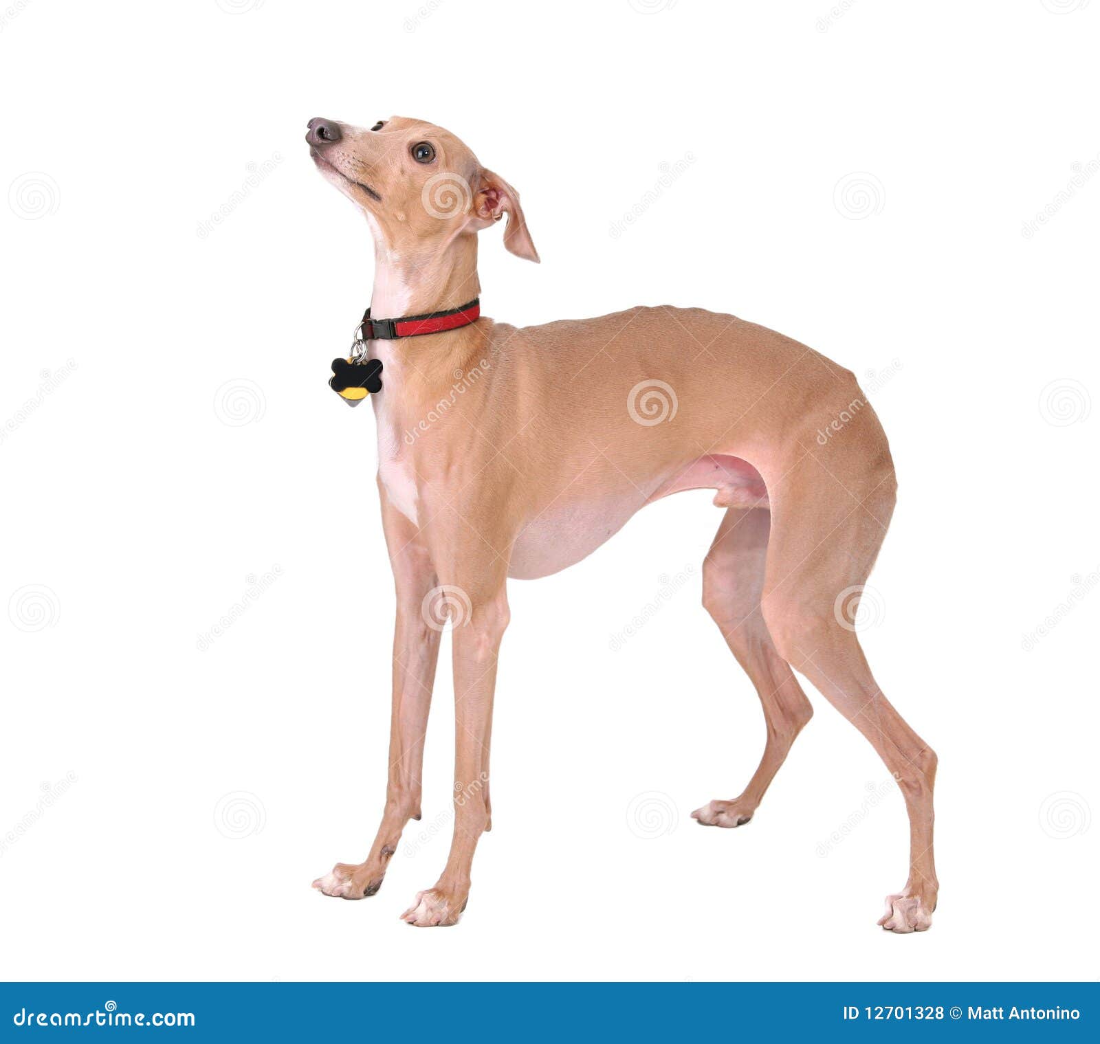 Isolated dog stock photo. Image of canine, domesticated - 12701328