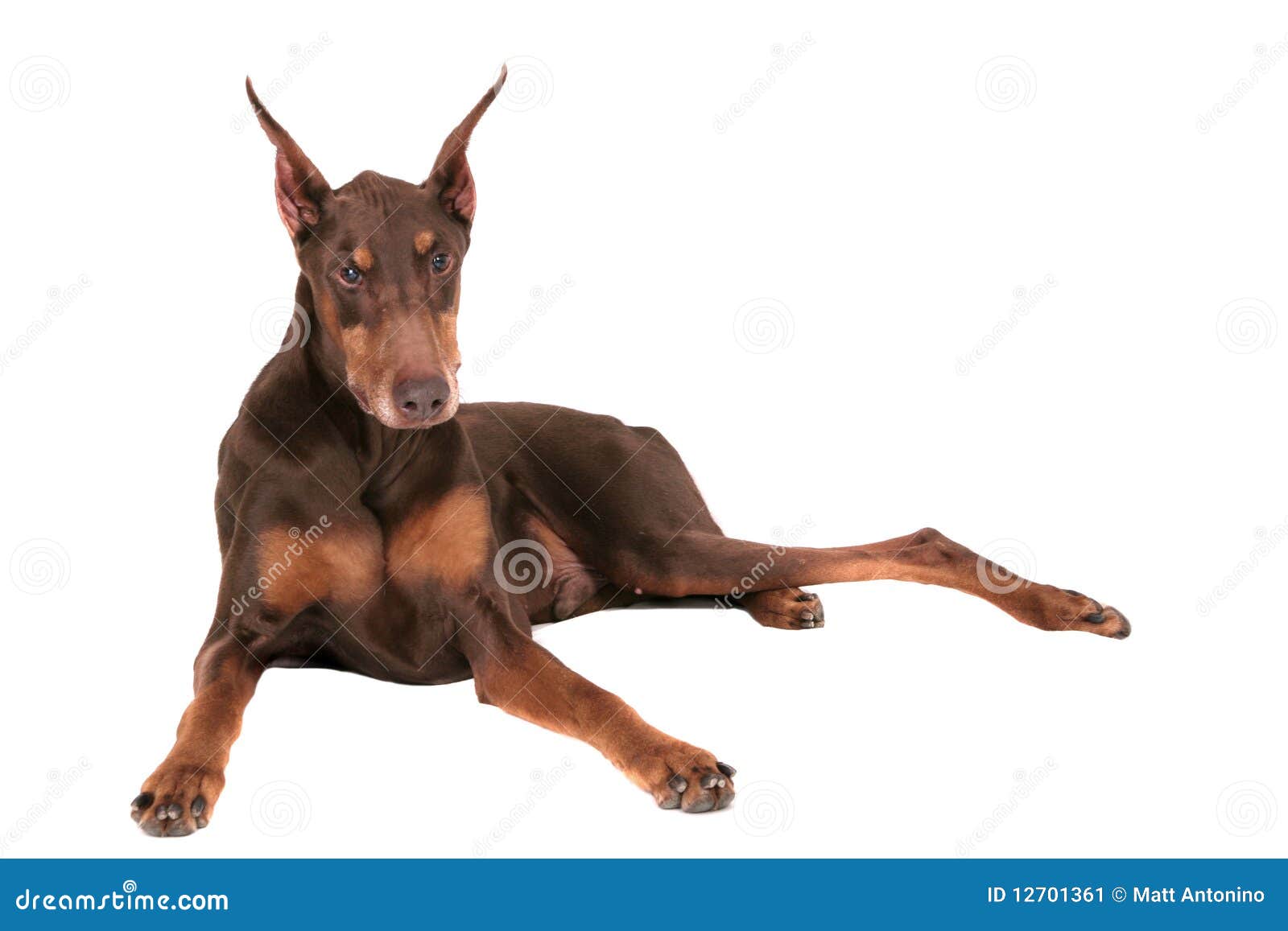 Isolated dog stock image. Image of companion, adorable - 12701361