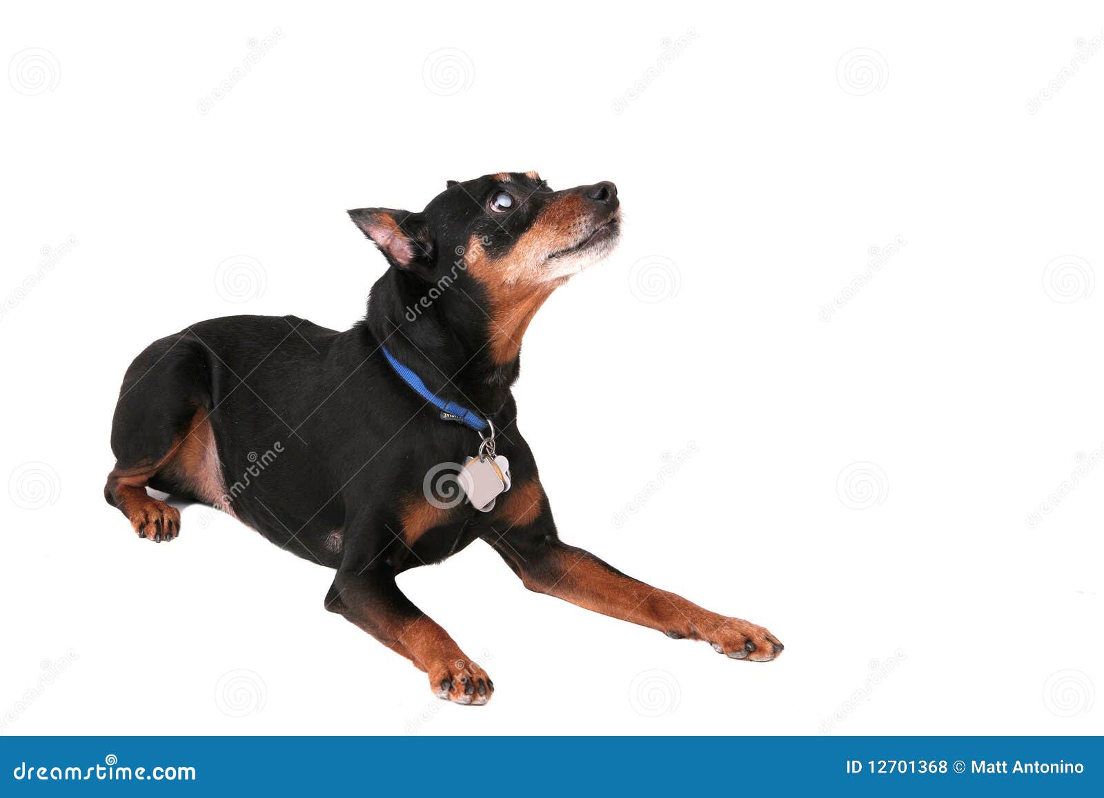 Isolated dog stock photo. Image of cute, face, mammal - 12701368