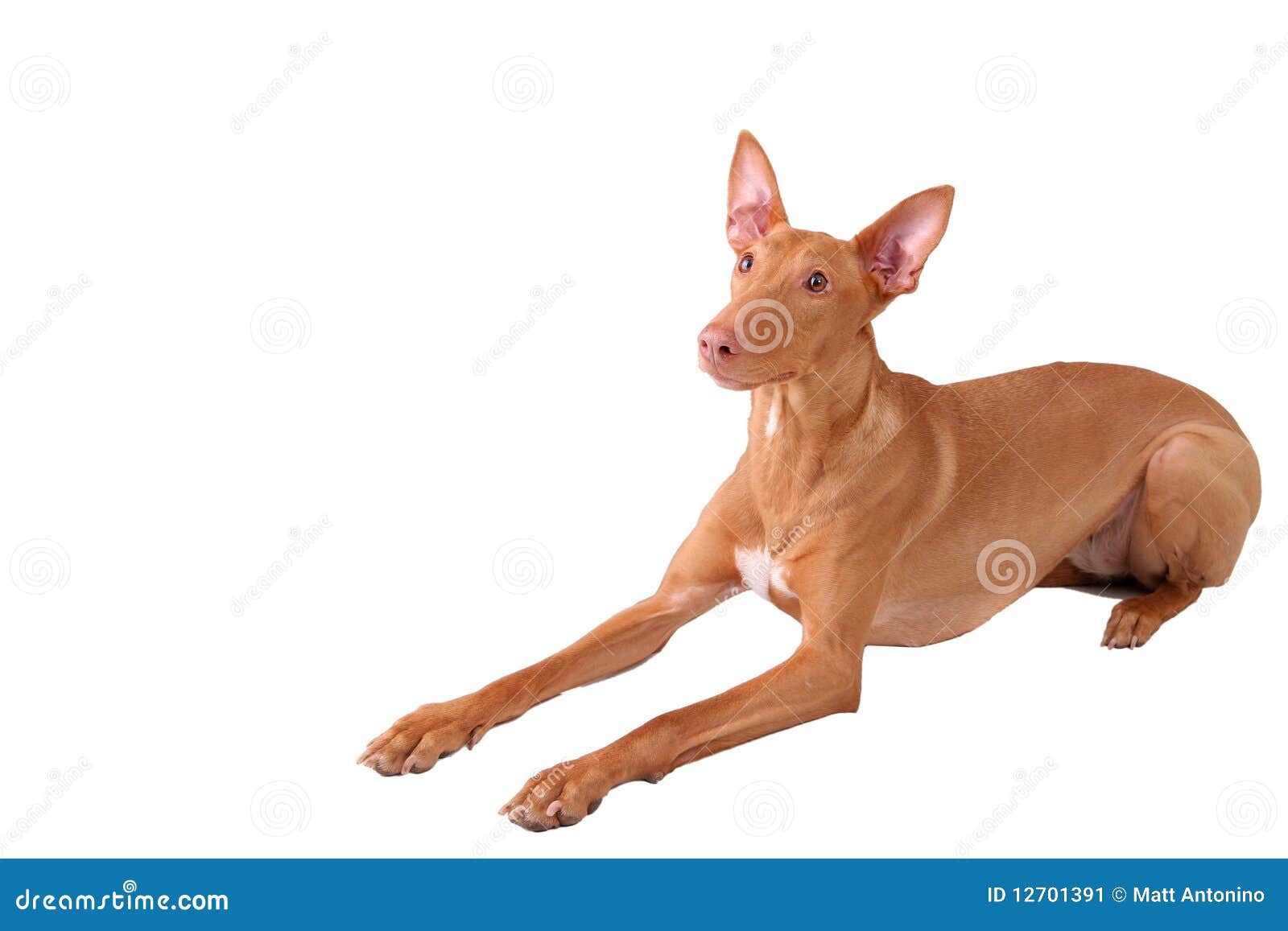 Isolated dog stock image. Image of pedigreed, pooch, obedient - 12701391