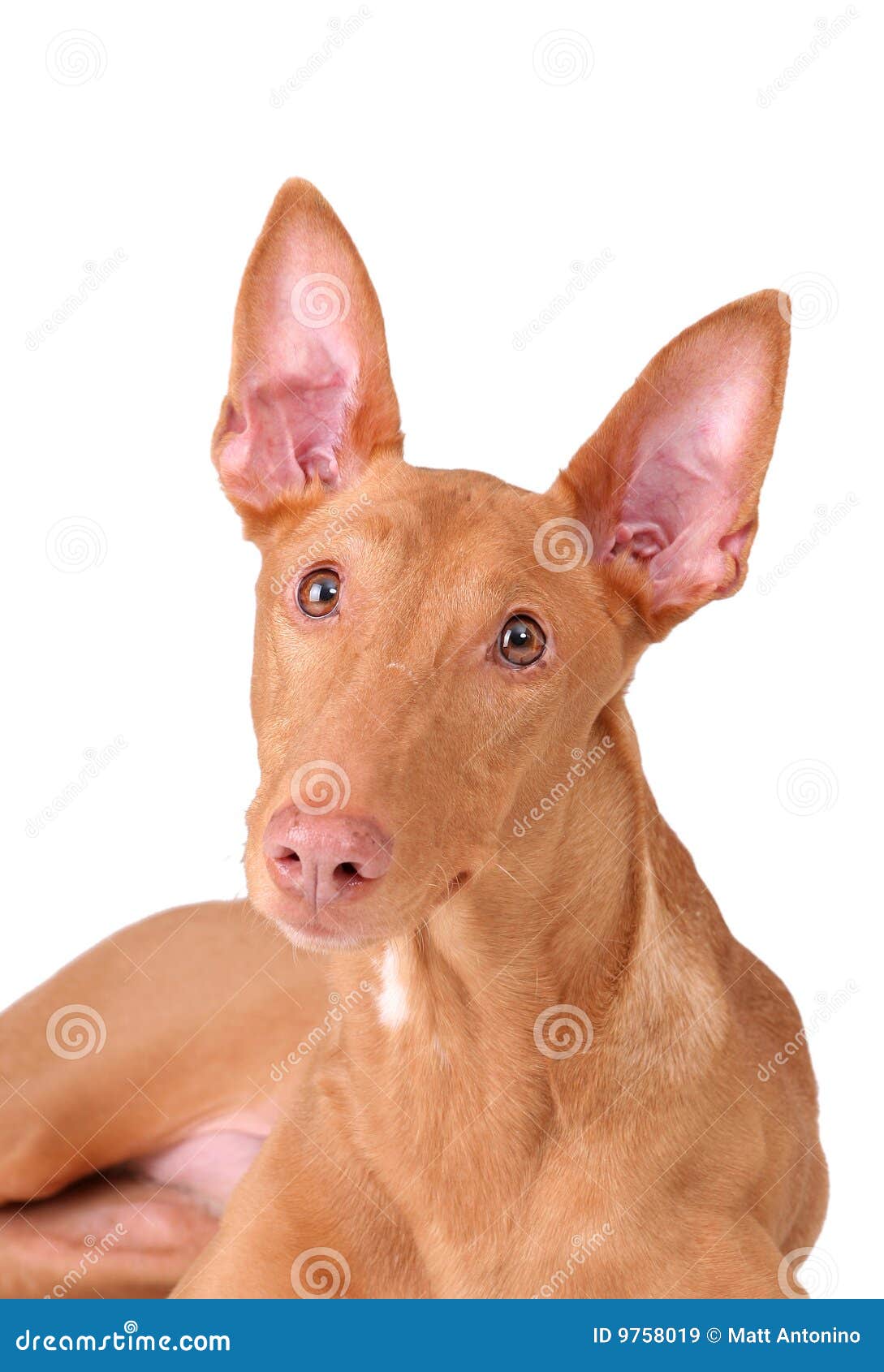 Isolated dog stock image. Image of face, pedigreed, white - 9758019