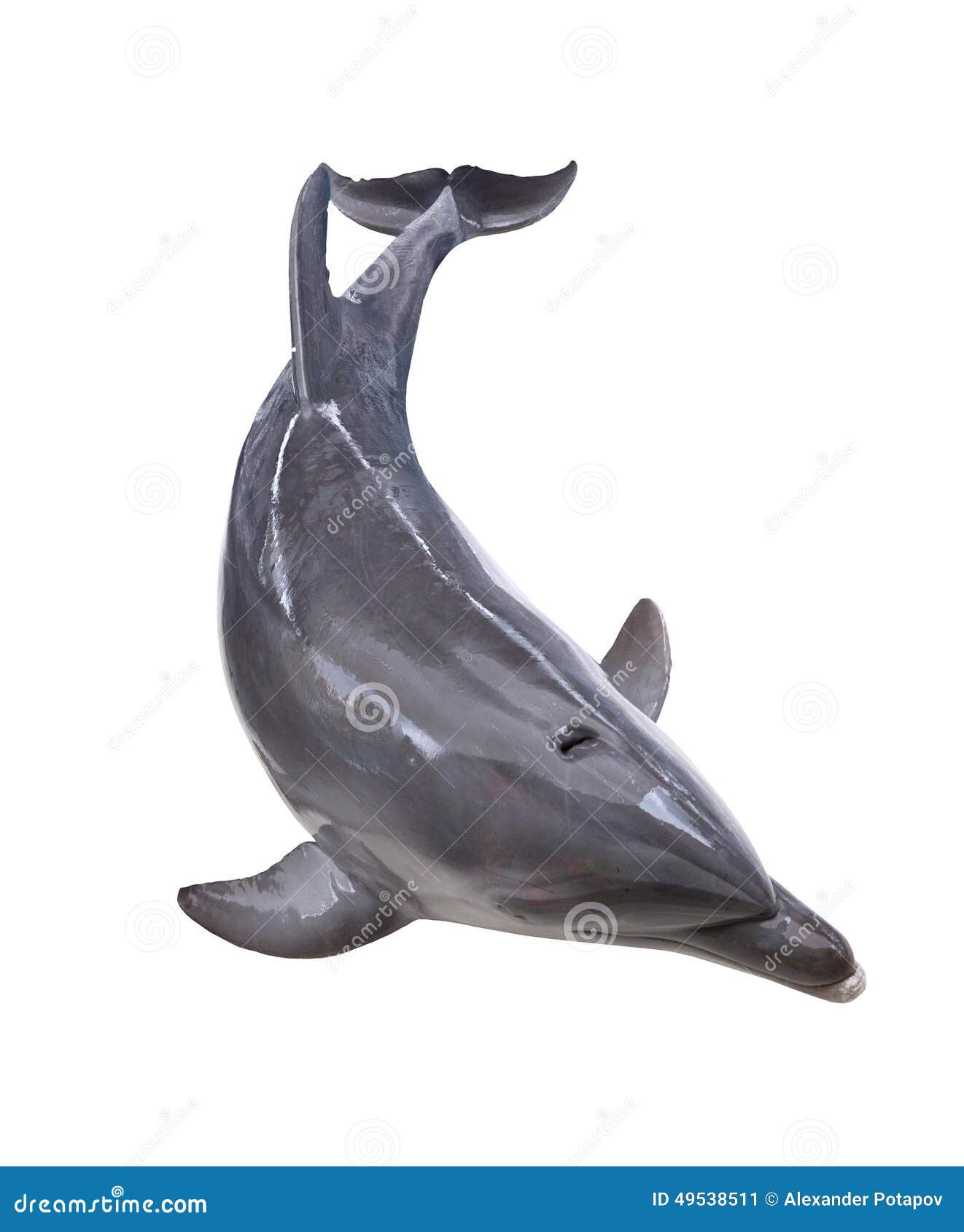 Isolated dolphin top view stock image. Image of gray - 49538511