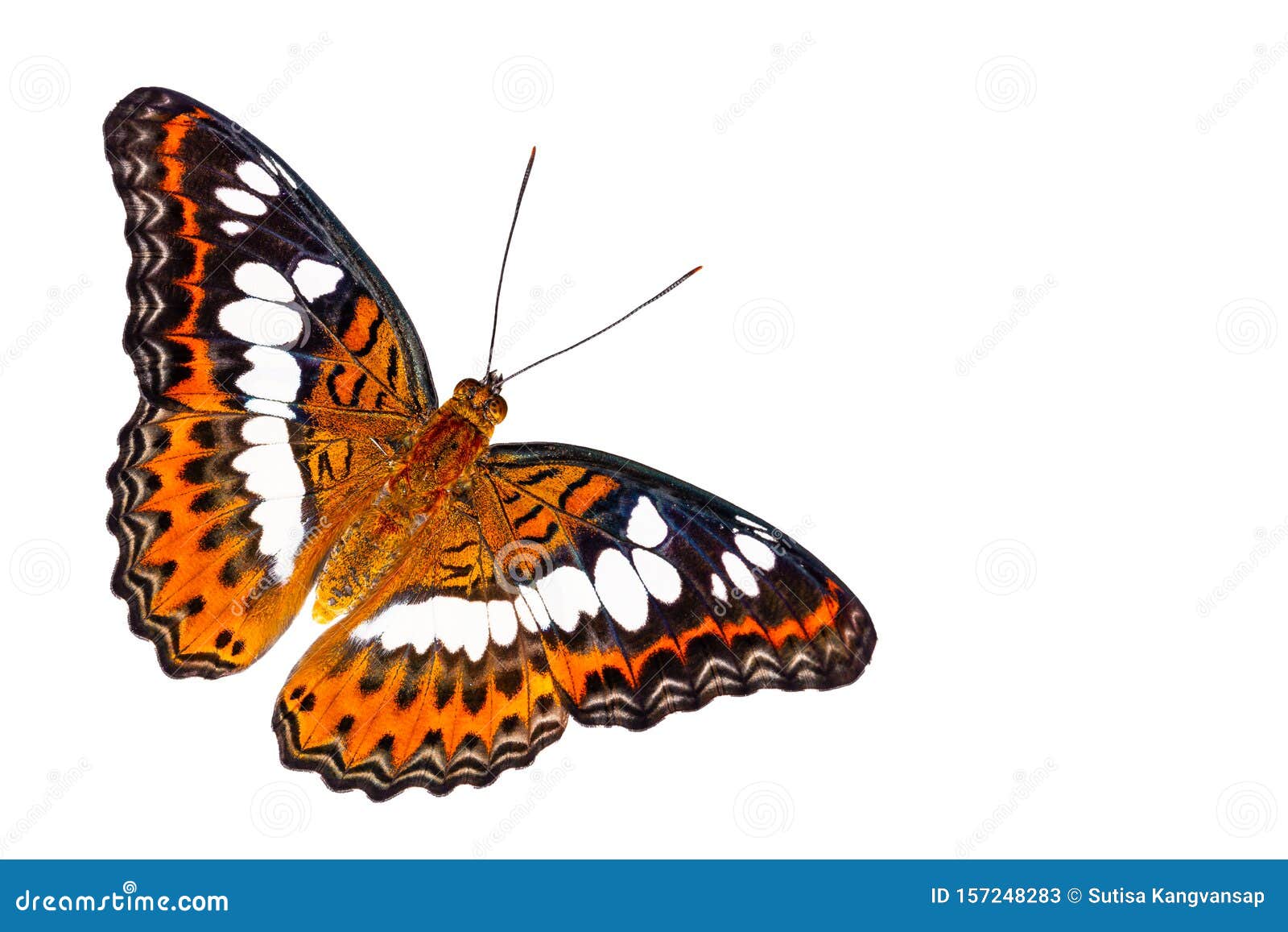 Isolated Dorsal View of Commander Butterfly Moduza Procris on White ... Isolated Dorsal View of Commander Butterfly Moduza Procris on White ...