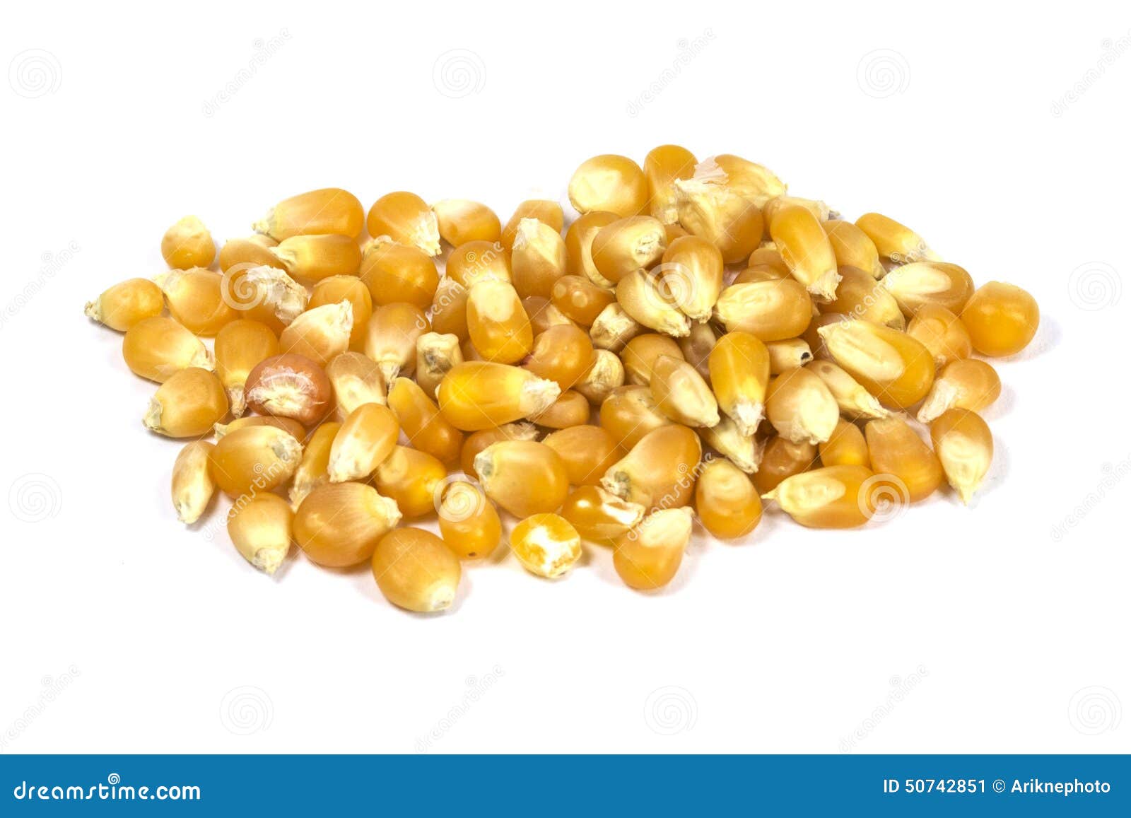 Isolated Dried Corn Pile stock image. Image of nature - 50742851
