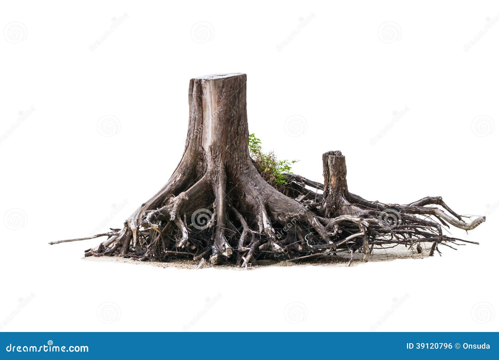 Isolated dried tree stock photo. Image of nature, background - 39120796