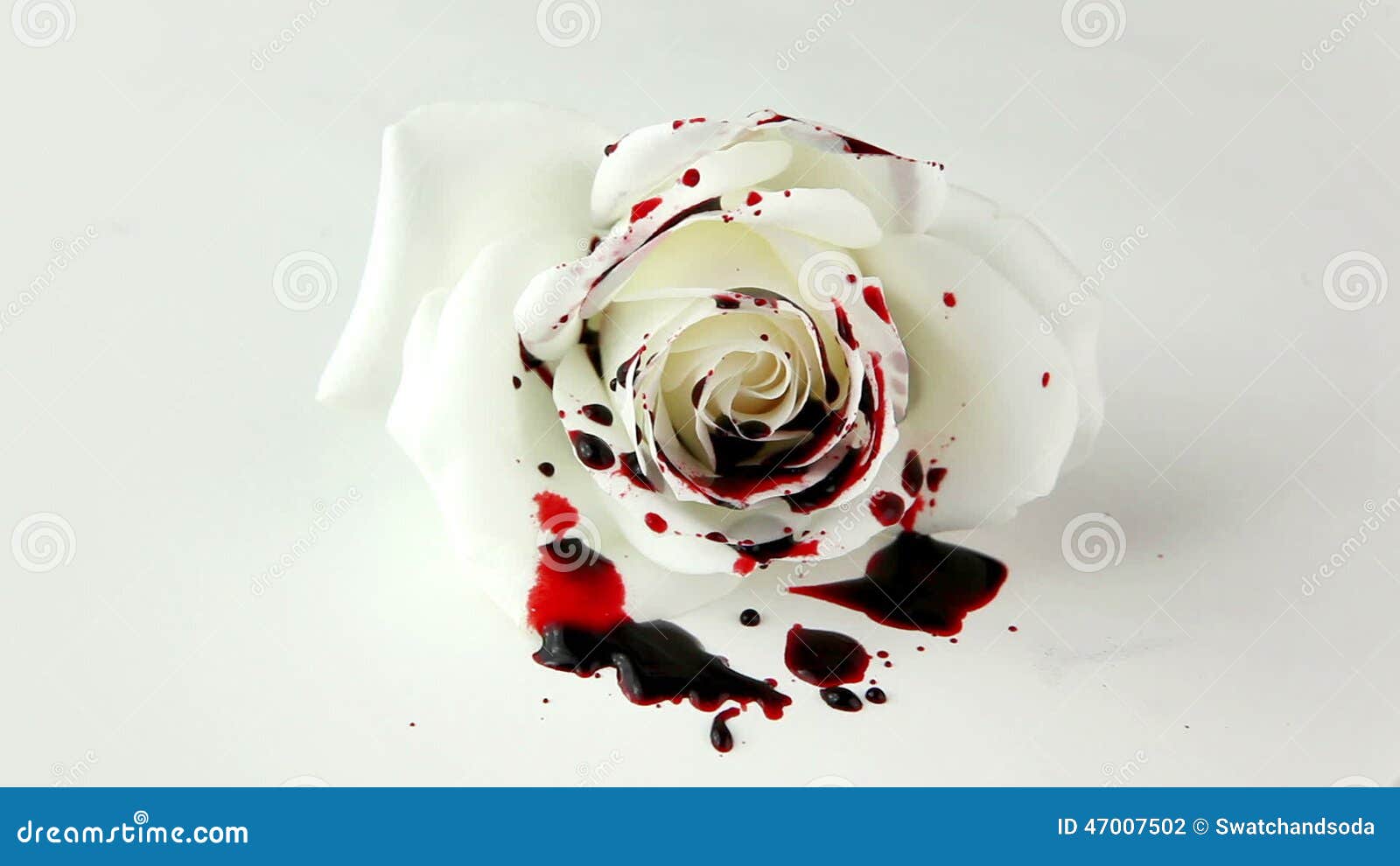 Bloody White Rose