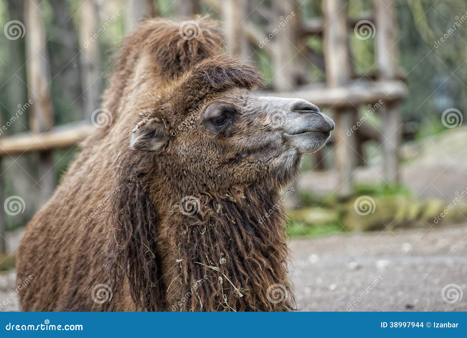 Isolated Dromedar Camel stock photo. Image of transportation - 38997944