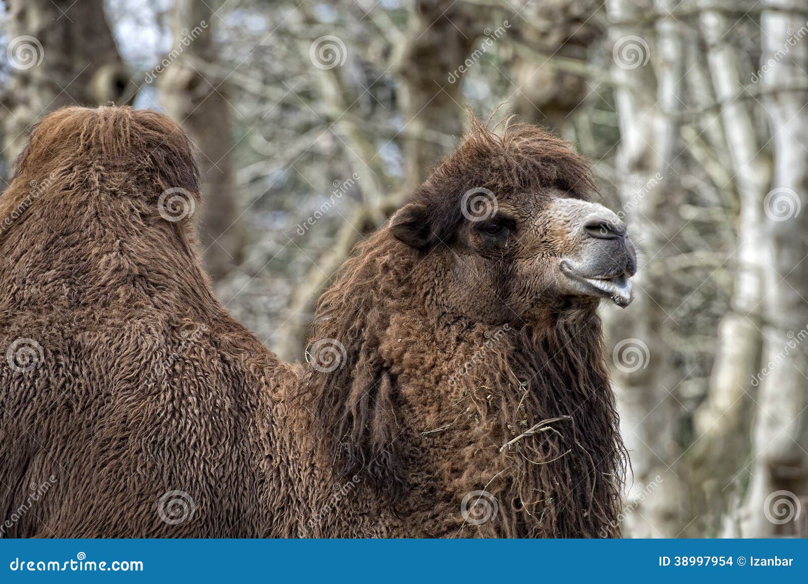 Dromedar Camel On The Background Of The Mountain Of St. Moses, Egypt ...