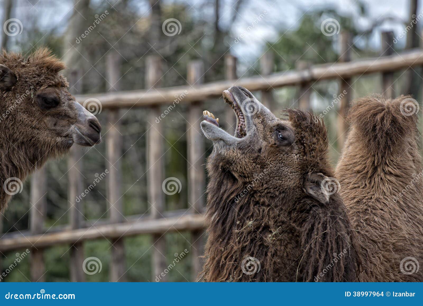 Isolated Dromedar Camel stock photo. Image of wild, head - 38997964