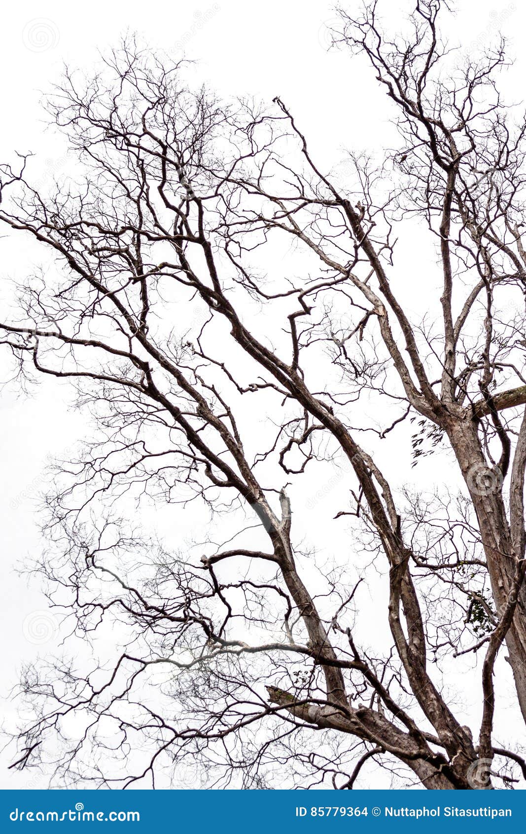 Isolated dry branch stock photo. Image of leafless, plant - 85779364