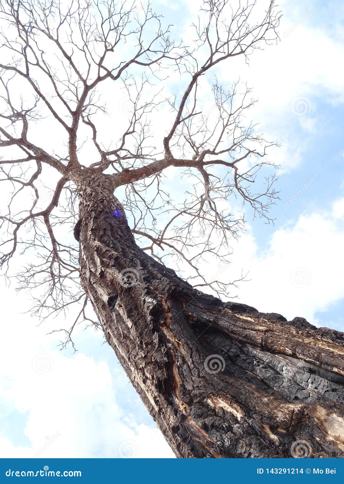 Isolated Dry Tree in Winter Season Stock Photo - Image of health ...