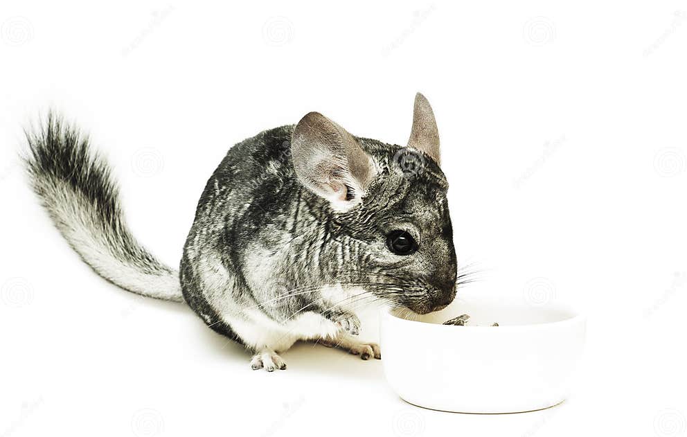 Isolated eating chinchilla stock photo. Image of rodent - 18655026