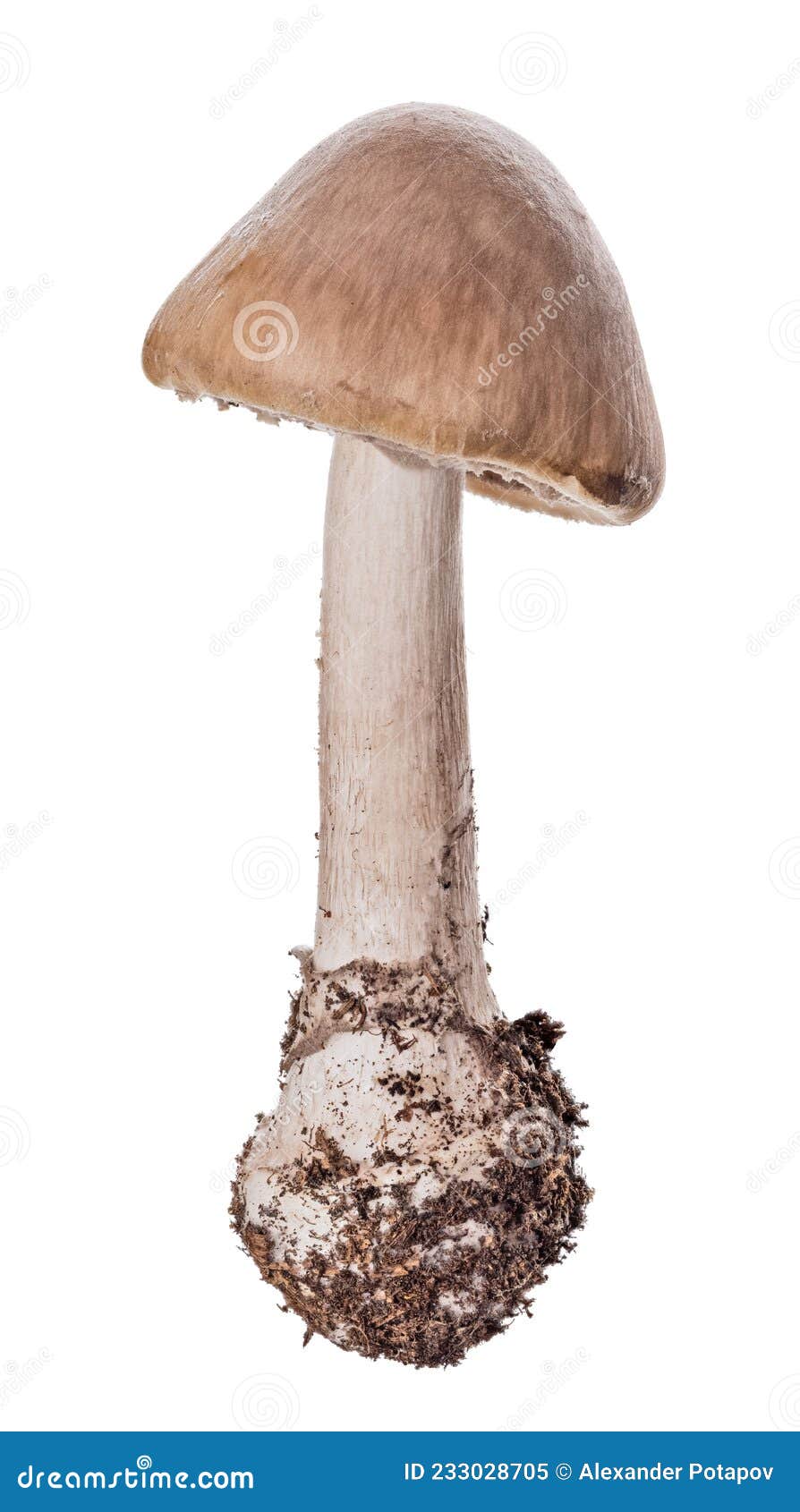 Isolated Edible Brown Grisette Mushroom Stock Image - Image of amanita ...
