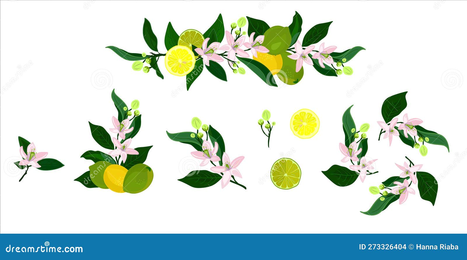 Isolated Elements of Citrus Fruits and Flowers on the Branches in ...