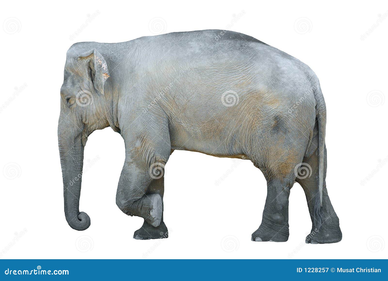 Isolated elephant stock illustration. Illustration of powerfull - 1228257